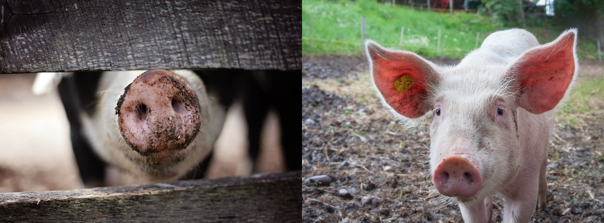 How To Start A Pig Farming Business In Ghana JBINVESTING