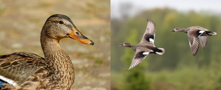 Duck Farming in Ghana - JBINVESTING