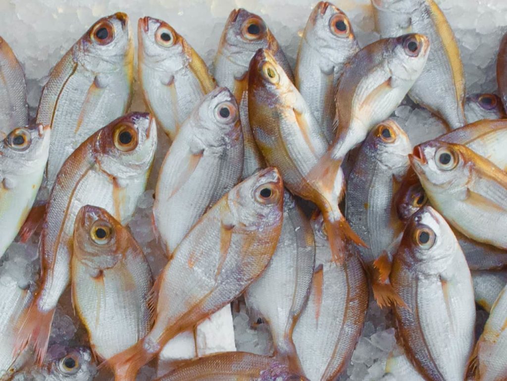 Fish Business in Kenya - JBINVESTING